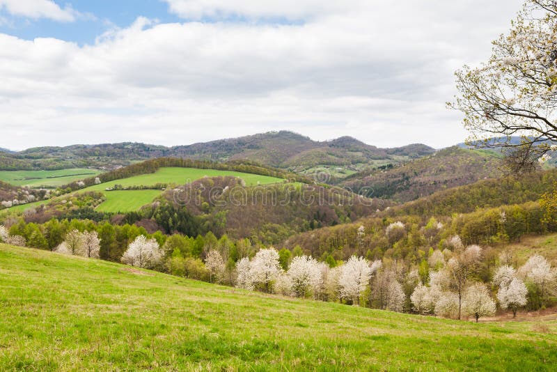 Landscape With Blooming Plum Trees Stock Photo - Image of grove, clouds ...
