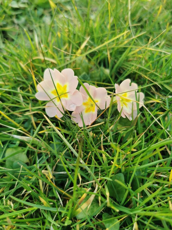 Spring on the way stock photo. Image of purple, land - 175747360