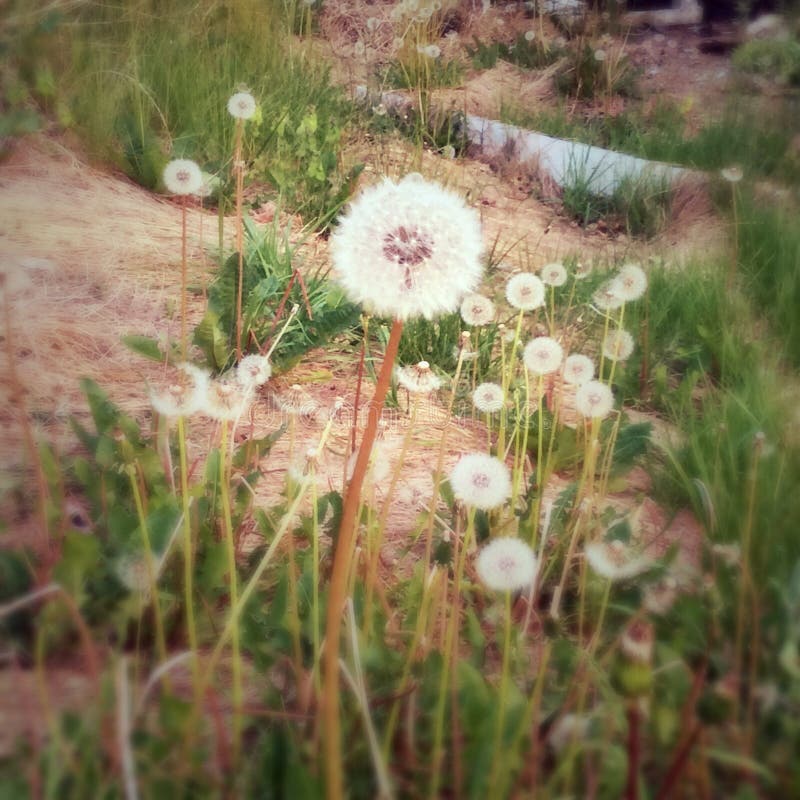Spring Weeds stock photo. Image of weeds, spring, outside - 54015842