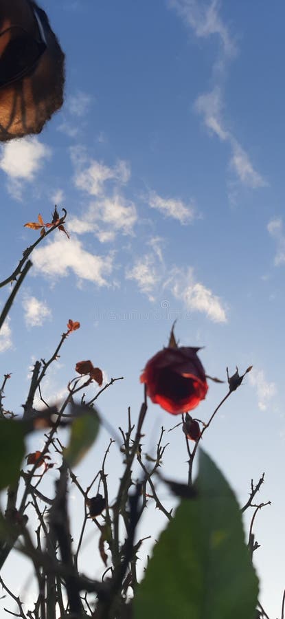 Spring is always Welcome As Life is always Welcome, Everything is New ...