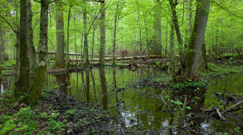 Spring Wet Deciduous Forest with Standing Water Stock Photo - Image of ...
