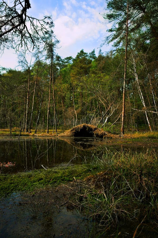 Spring, Wetland, Pond and Forest, Overturned Trees, Landscape Stock ...