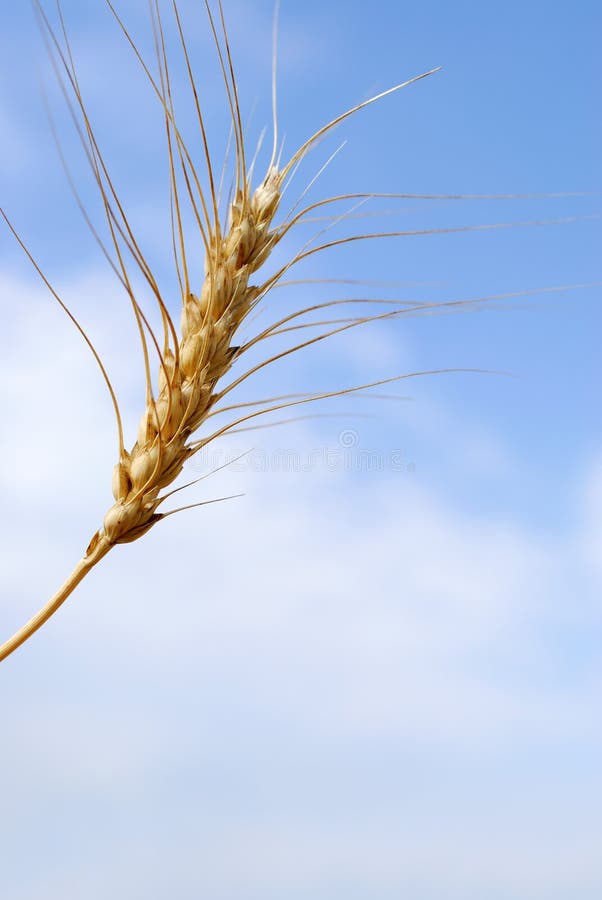 Spring Wheat stock image. Image of blue, wheat, space - 11114991