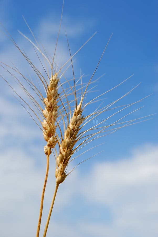 Spring Wheat stock image. Image of blue, wheat, space - 11114991