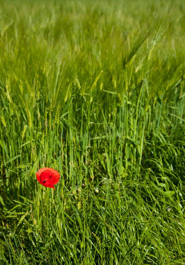 Spring wheat stock photo. Image of landscape, harvest - 17805432
