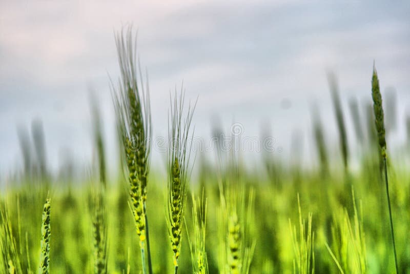 Spring wheat stock photo. Image of landscap, growing, background - 5924032