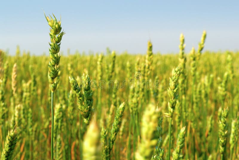 Spring Wheat stock image. Image of blue, wheat, space - 11114991