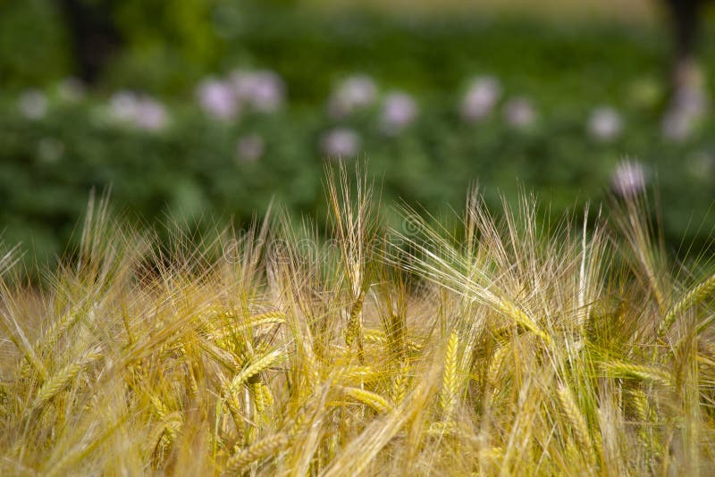Spring Wheat Field Part Photo Stock Image - Image of closeup ...