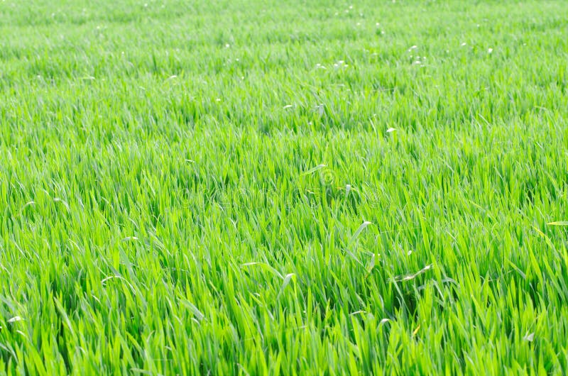 Spring Wheat Field stock image. Image of rural, growth - 42373155