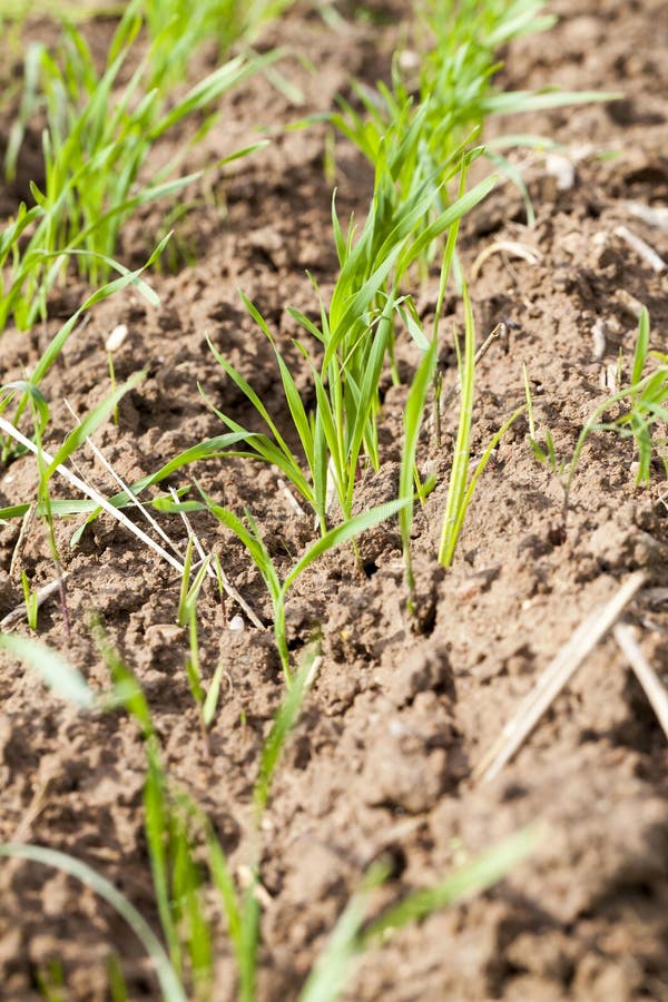 Wheat Blades stock photo. Image of green, cultivate, grow - 13960284