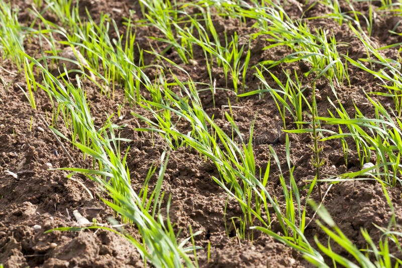 Wheat Blades stock photo. Image of green, cultivate, grow - 13960284