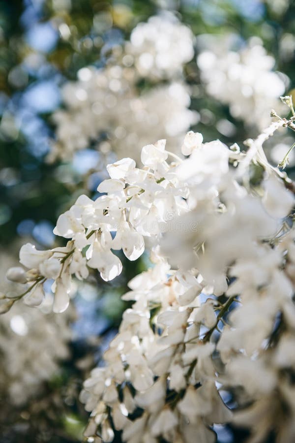 Spring White Beautiful Early Flowers Grow on the Tree. the Beginning of ...