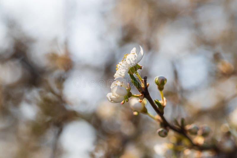 Spring White Flower of Bledule - Leucojum Vernum with Green Leaves in ...