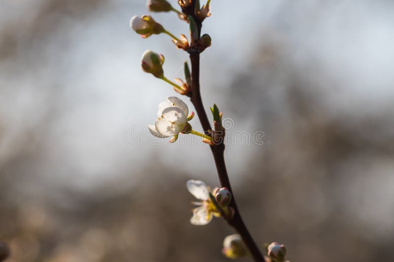 Spring White Flower of Bledule - Leucojum Vernum with Green Leaves in ...