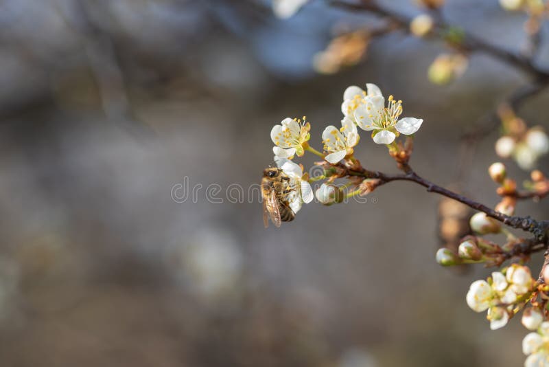 Spring White Flower of Bledule - Leucojum Vernum with Green Leaves in ...