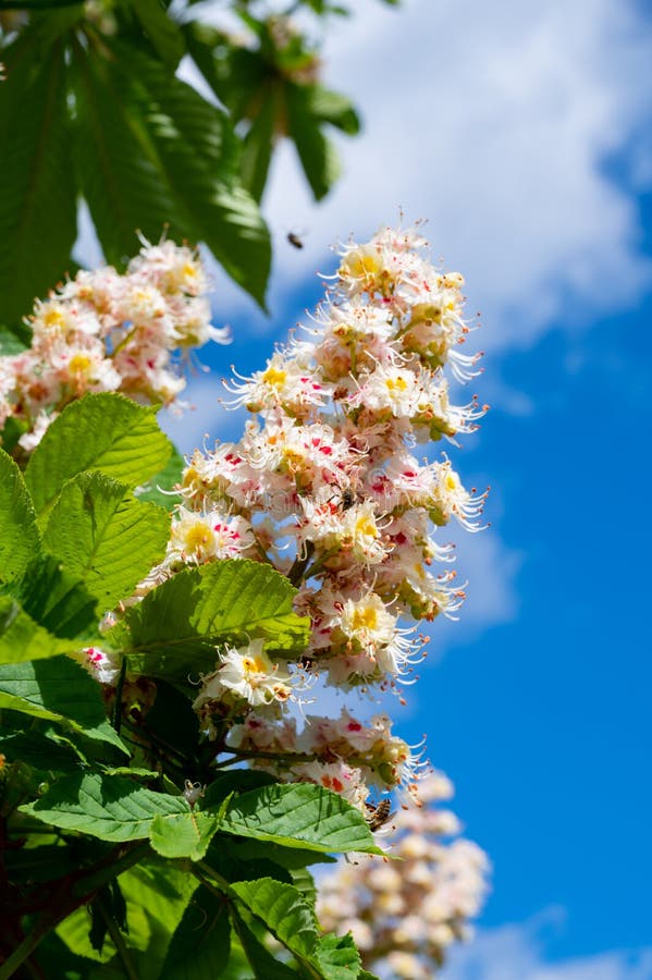 Spring White Blossom of Chesnut Trees and Pollination on Flowers by ...