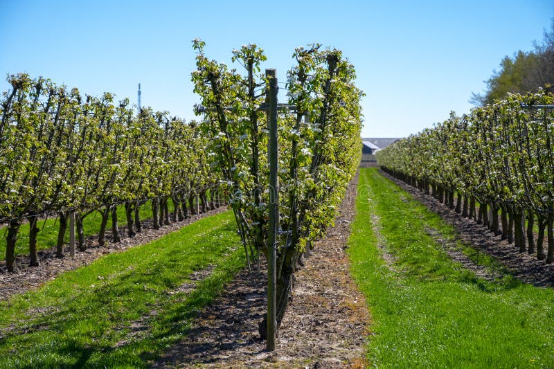 Spring White Blossom of Pear Tree, Fruit Orchards in Betuwe ...