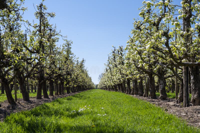Spring White Blossom of Pear Tree, Fruit Orchards in Betuwe ...