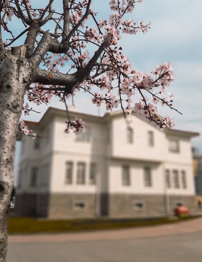 Spring in the White Building Stock Image - Image of flower, leaf: 191651551