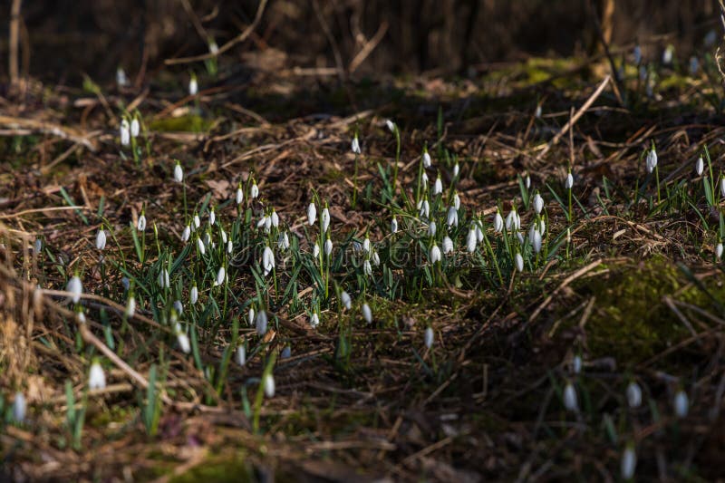 Spring White Flower Snowdrop - Galanthus in Wild Forest Stock Image ...