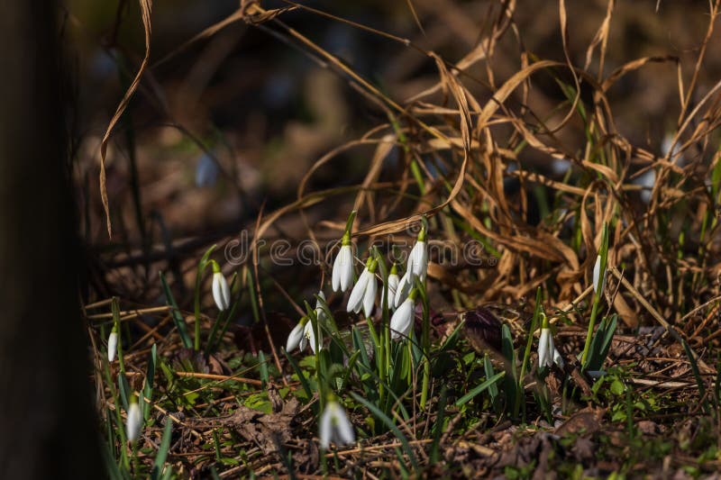 Spring White Flower Snowdrop - Galanthus in Wild Forest Stock Photo ...