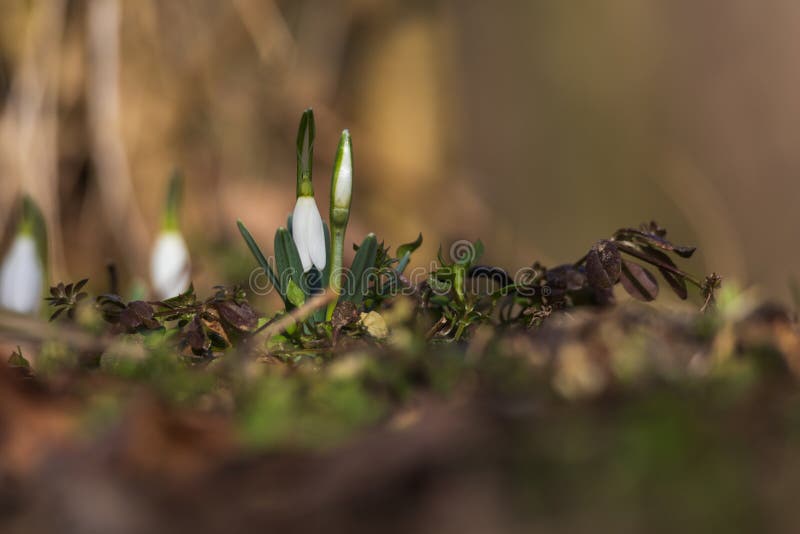 Spring White Flower Snowdrop - Galanthus in Wild Forest Stock Photo ...
