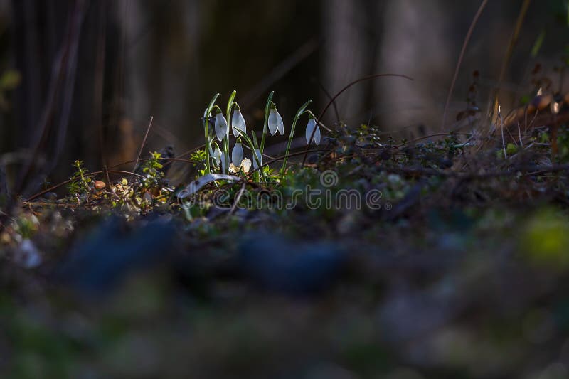 Spring White Flower Snowdrop - Galanthus in Wild Forest Stock Image ...