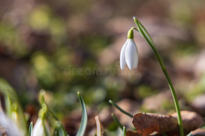 Spring White Flower Snowdrop - Galanthus in Wild Forest Stock Image ...
