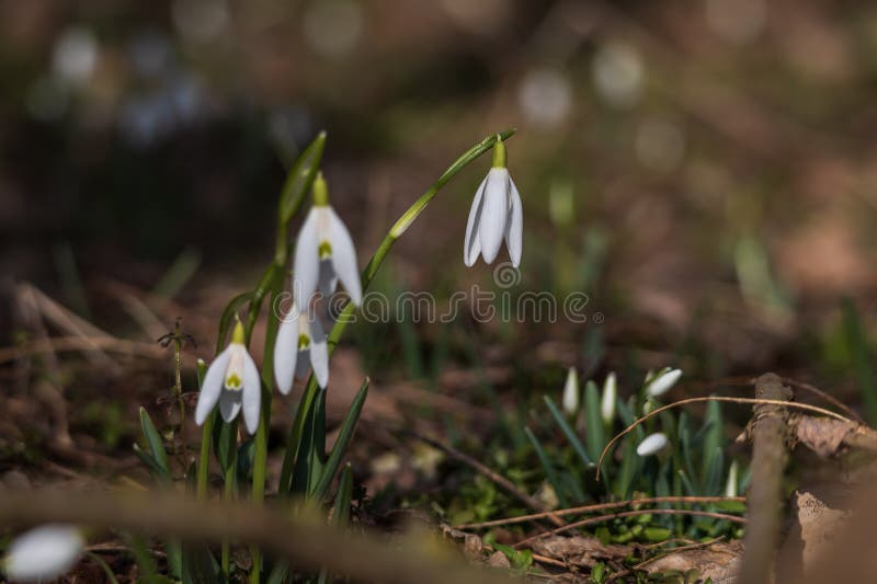 Spring White Flower Snowdrop - Galanthus in Wild Forest Stock Image ...