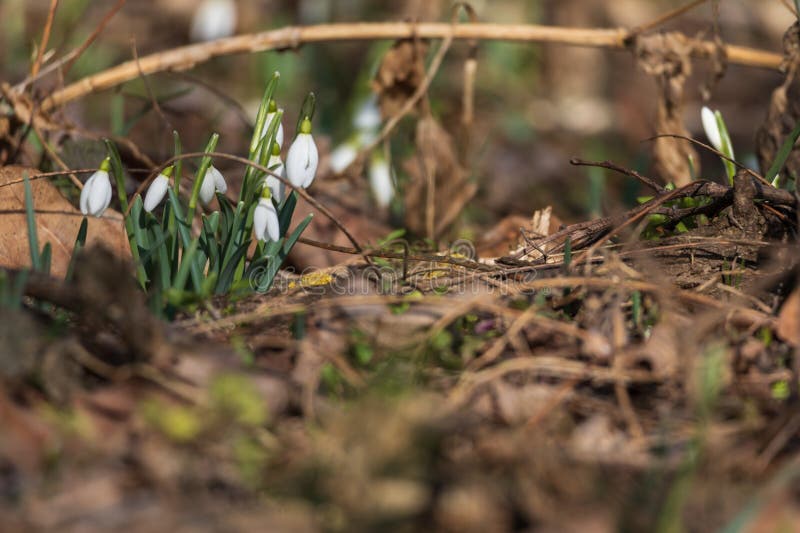 Spring White Flower Snowdrop - Galanthus in Wild Forest Stock Photo ...