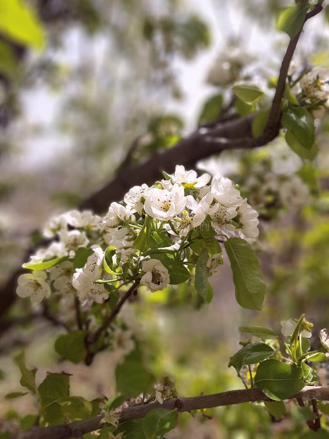 Spring white flowers ðŸ’ stock photo. Image of spring - 255946268