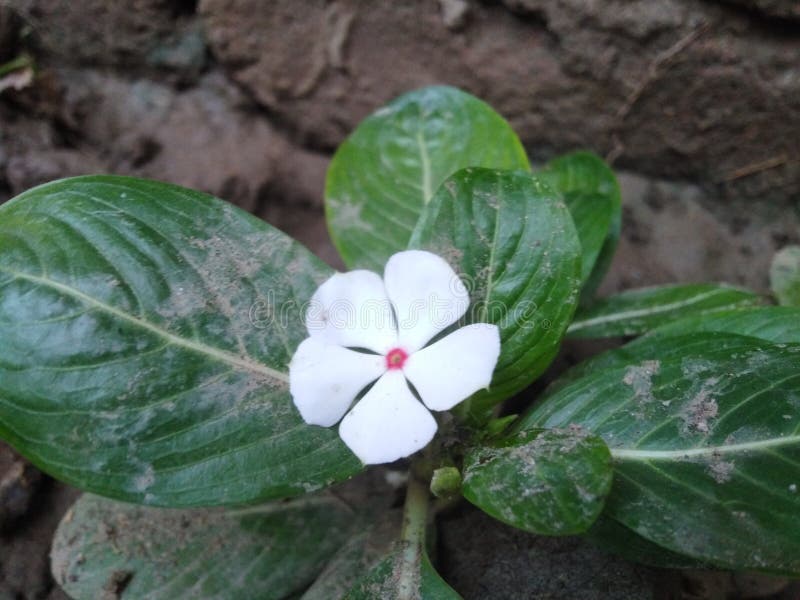 Always Spring White Flowers Stock Image - Image of garden, shrub: 262557941