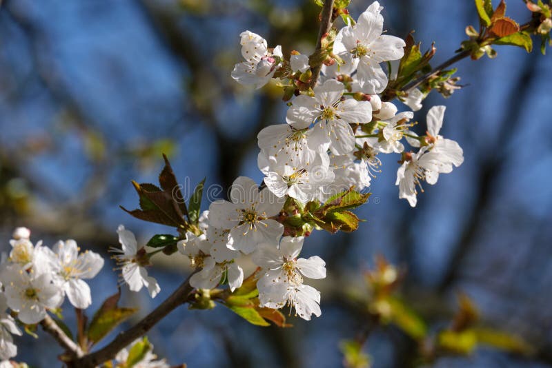 Spring White Flowers of Apple Tree Close-up View Stock Photo - Image of ...