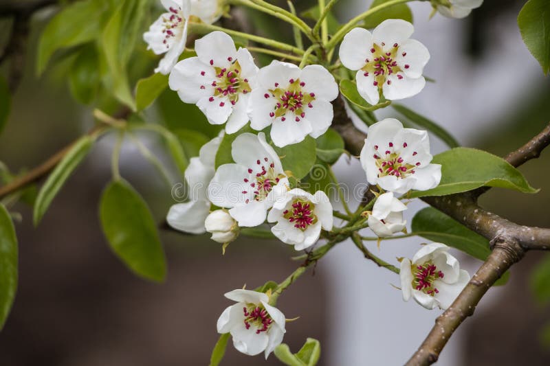 Spring White Flowers. Blooming Apple Tree in Spring Stock Photo - Image ...