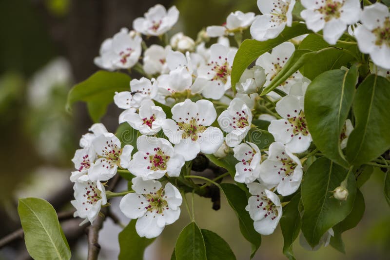Spring White Flowers. Blooming Apple Tree in Spring Stock Photo - Image ...