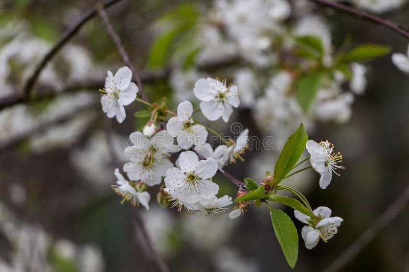 Spring White Flowers. Blooming Cherry in Spring Stock Image - Image of ...