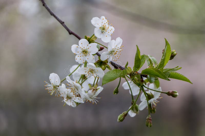 Spring White Flowers. Blooming Cherry in Spring Stock Photo - Image of ...