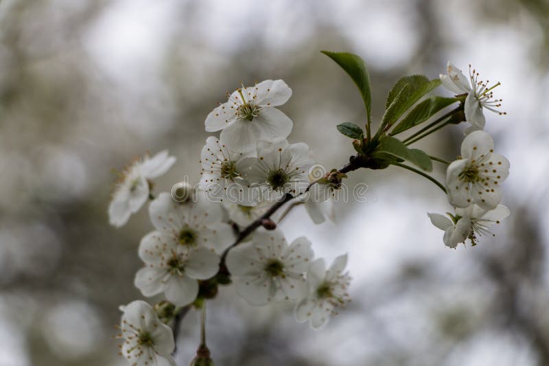 Spring White Flowers. Blooming Cherry in Spring Stock Photo - Image of ...