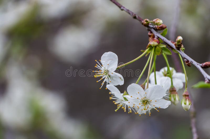 Spring White Flowers. Blooming Cherry in Spring Stock Photo - Image of ...