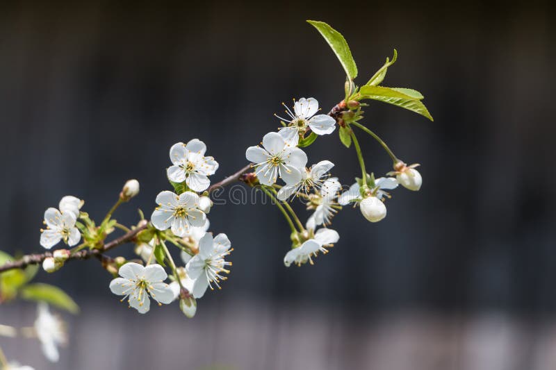 Spring White Flowers. Blooming Cherry in Spring Stock Photo - Image of ...