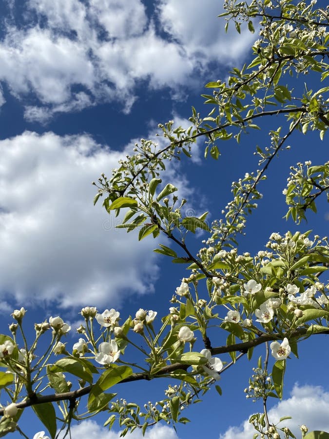Spring White Flowers. Blooming Cherry in Spring. Natural Flower ...