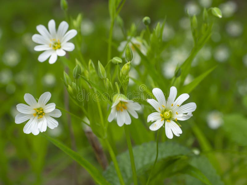 Spring White Flowers. Blooming Wild Flowers Close Up Stock Photo ...