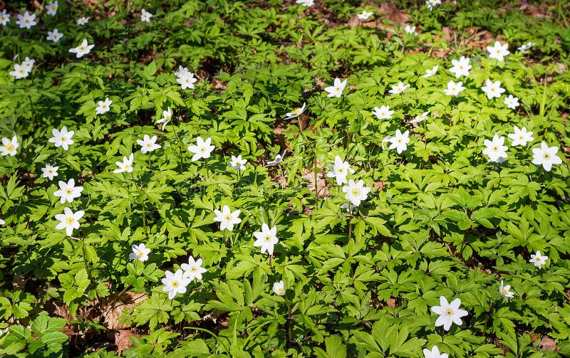Spring White Flowers in the Forest on the Sunny Day Stock Image - Image ...