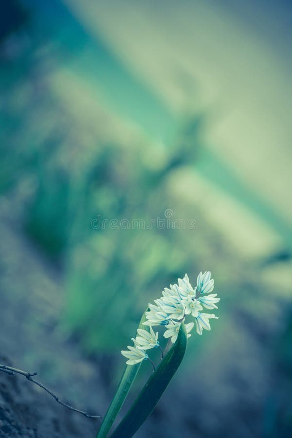 Spring White Flowers stock image. Image of white, green - 87253811
