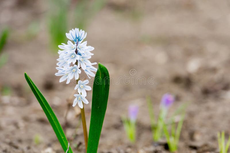 Spring White Flowers stock photo. Image of season, field - 89297584