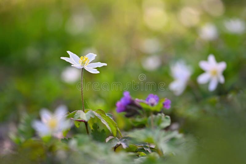 Spring White Flowers in the Grass Anemone (Isopyrum Thalictroides ...