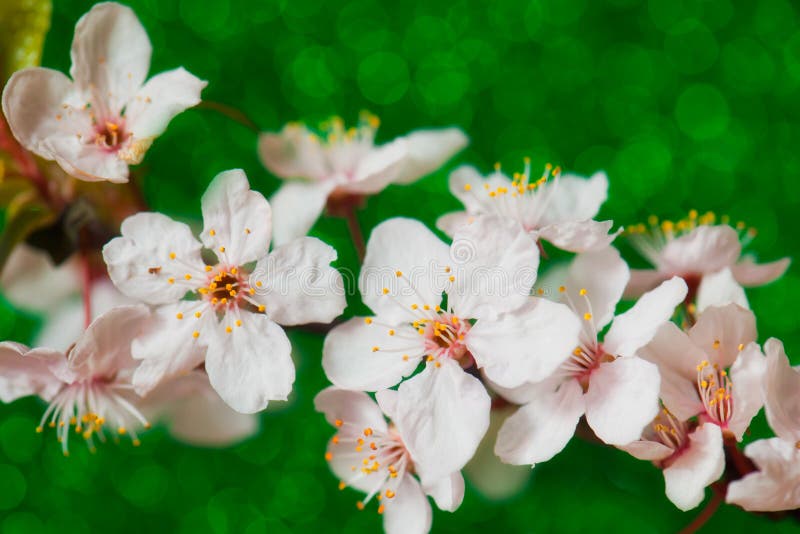 Flowers stock photo. Image of aroma, gardening, abstract - 29847086