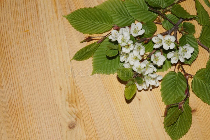 Spring white flowers stock photo. Image of leaves, freshness - 90684472