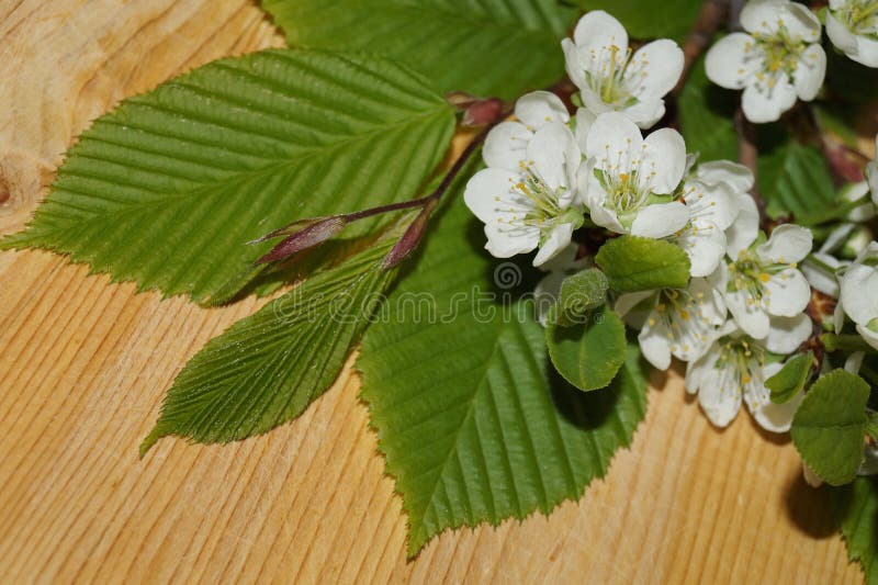 Spring white flowers stock photo. Image of green, flora - 90684508
