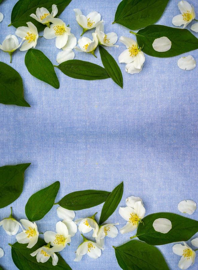 Spring White Flowers and Green Leaves, Spring Background Stock Image ...